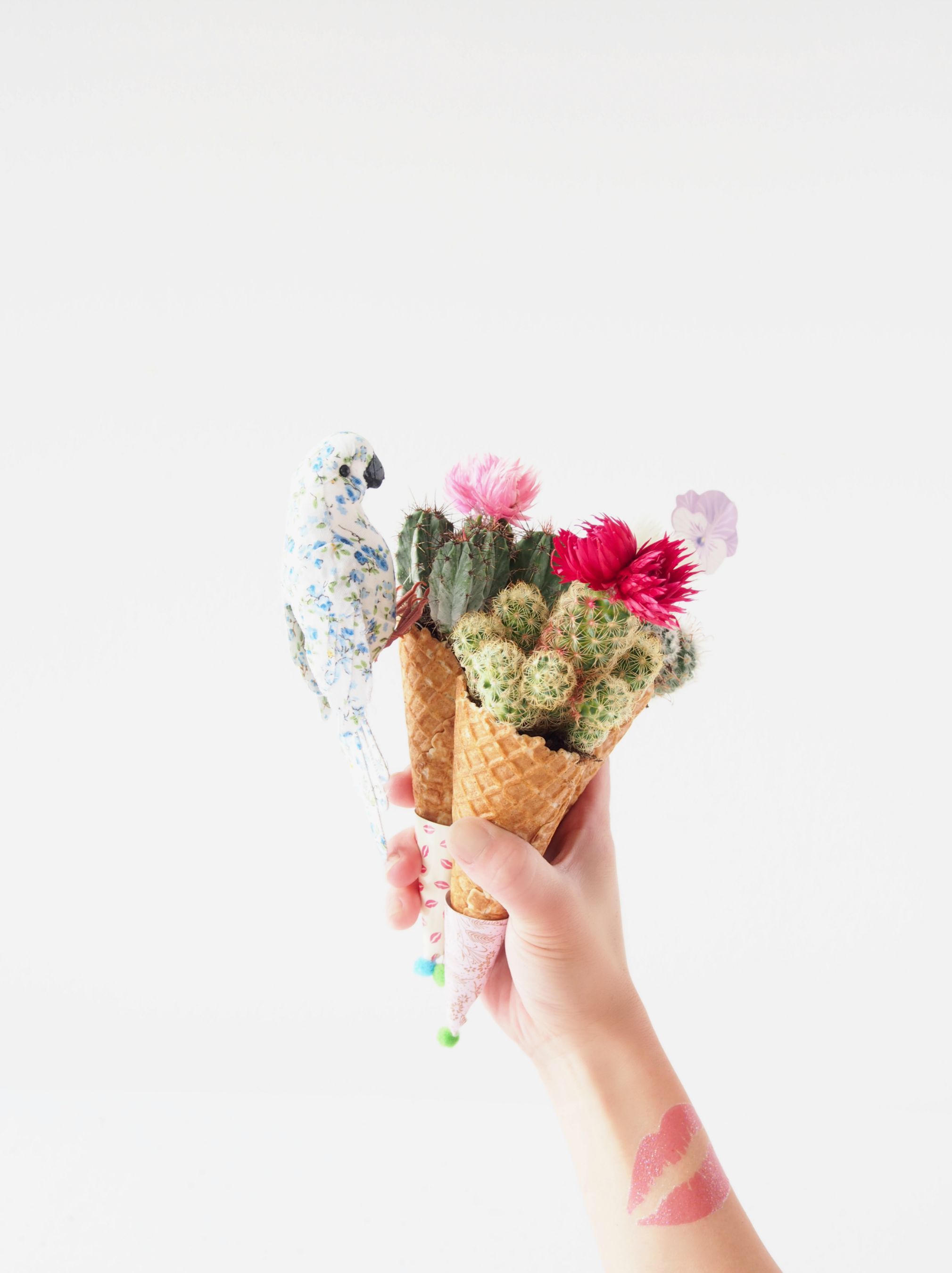 Cacti Cones Pictures, Photos, and Images for Facebook, Tumblr ...