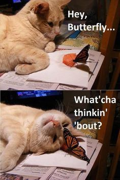 Hey Butterfly Pictures, Photos, and Images for Facebook, Tumblr ...