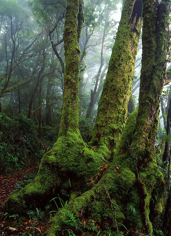 Antarctic Beech Tree, Lamington National Park, Queensland, Australia ...