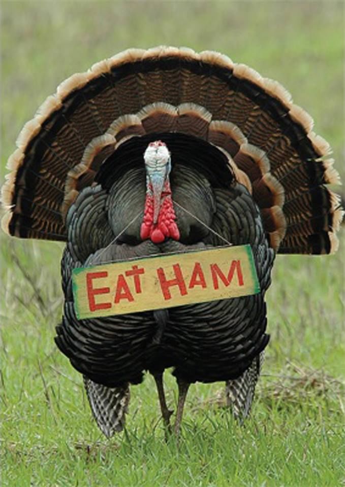 Eat Ham Thanksgiving Image Pictures, Photos, and Images for Facebook ...