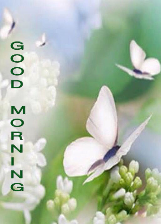 Good Morning Butterflies Pictures, Photos, and Images for Facebook ...