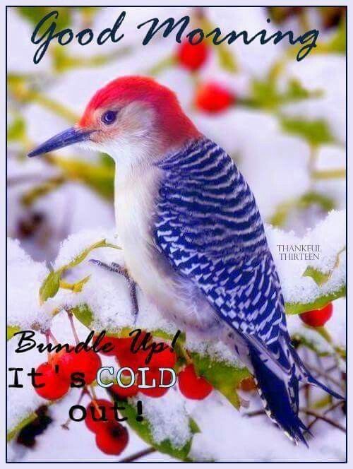 Good Morning Bundle Up Its Cold Pictures, Photos, and Images for ...