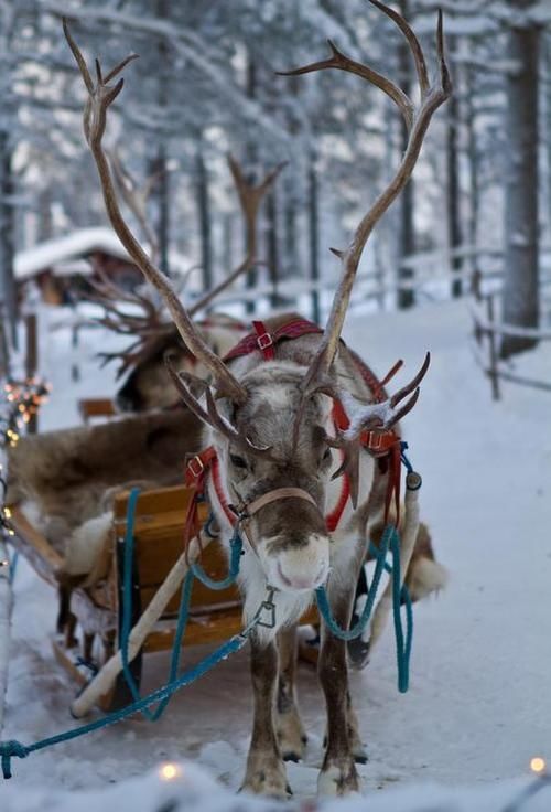 Reindeer Pictures, Photos, and Images for Facebook, Tumblr, Pinterest ...