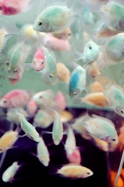 Colorful Fish Pictures, Photos, and Images for Facebook, Tumblr ...