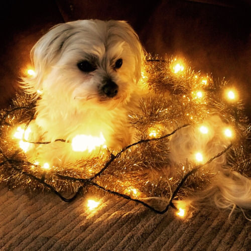 Christmas Decorated Dog Pictures, Photos, and Images for Facebook ...