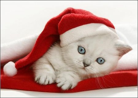 Pretty Santa Kitty Pictures, Photos, and Images for Facebook, Tumblr ...
