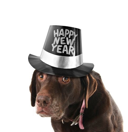 Chocolate Lab New Year Pictures, Photos, and Images for Facebook ...