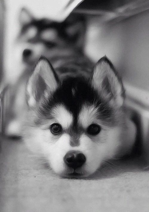 Baby Siberian Husky Tumblr