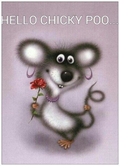 Hello Chicky Poo Pictures, Photos, and Images for Facebook, Tumblr ...