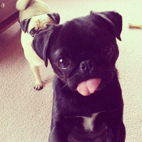 Cute Black Pug Pictures, Photos, and Images for Facebook, Tumblr ...