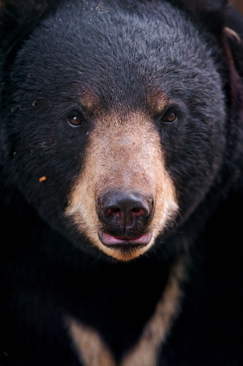 Bear Closeup Pictures, Photos, and Images for Facebook, Tumblr ...