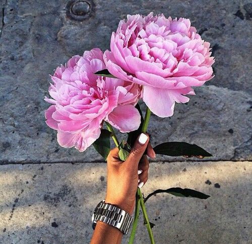 Light Pink Peonies Pictures, Photos, and Images for Facebook, Tumblr ...