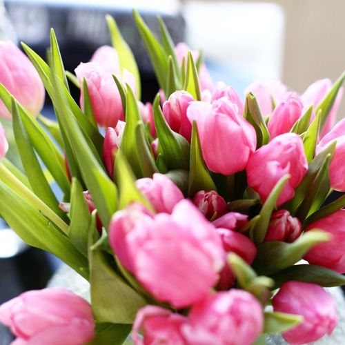 Beautiful Pink Tulips Pictures, Photos, and Images for Facebook, Tumblr ...