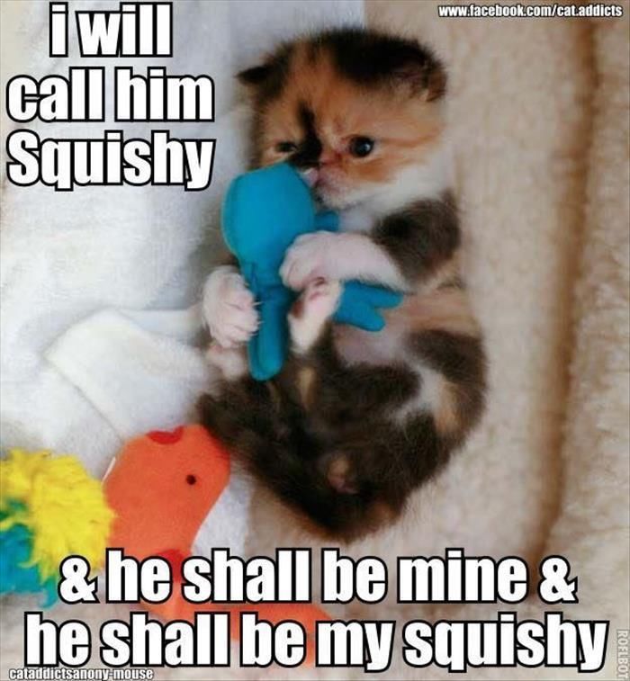 My Squishy Pictures, Photos, and Images for Facebook, Tumblr, Pinterest ...