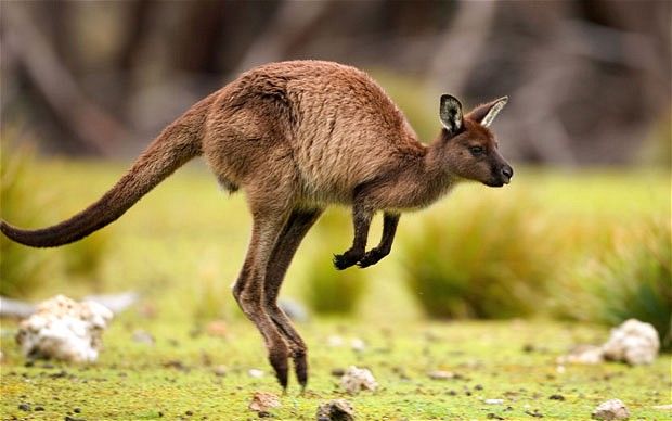Hopping Kangaroo Pictures, Photos, and Images for Facebook, Tumblr ...