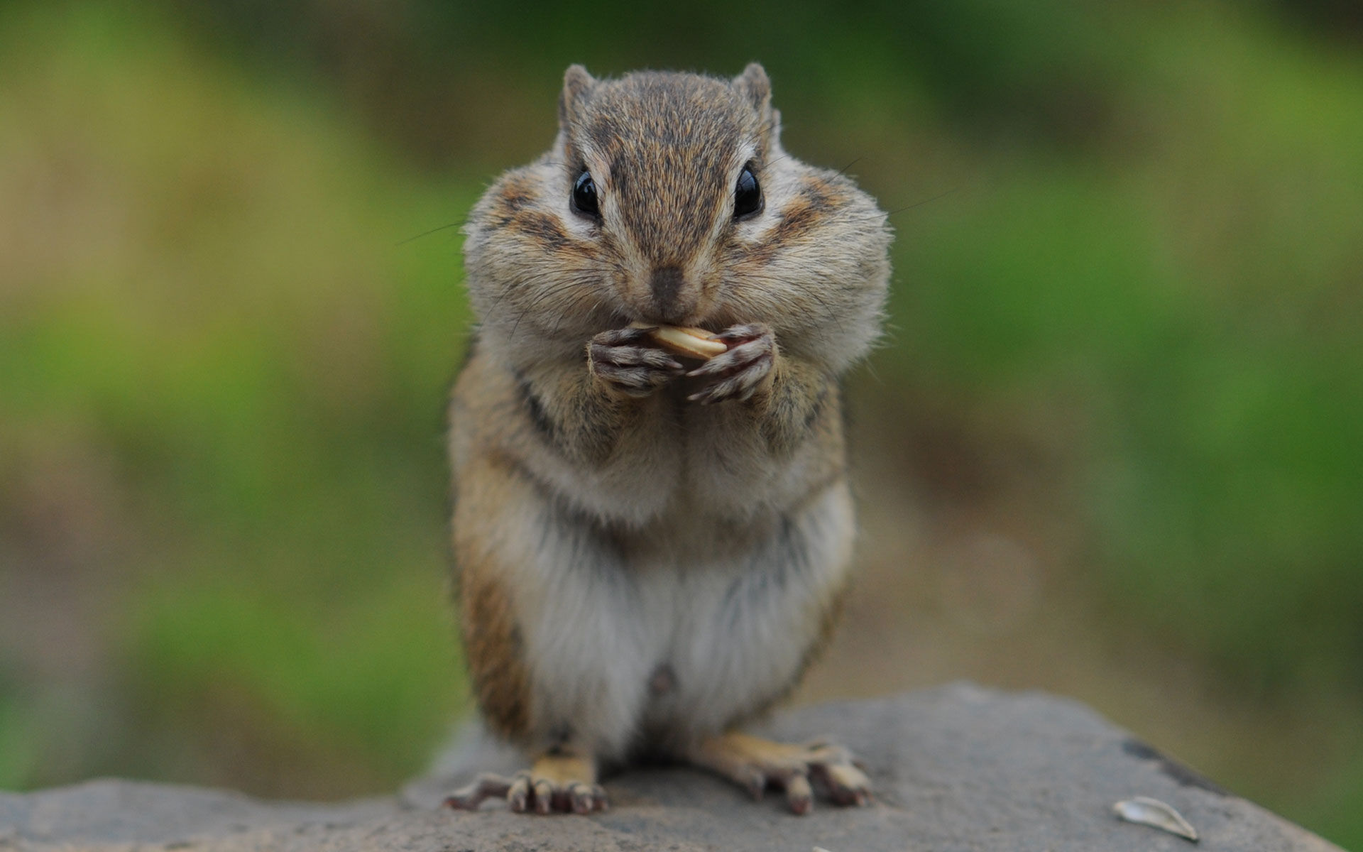 Eating Chipmunk Pictures, Photos, and Images for Facebook, Tumblr ...