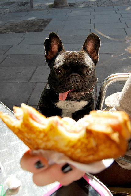 A Hungry Frenchie Pictures, Photos, and Images for Facebook, Tumblr ...
