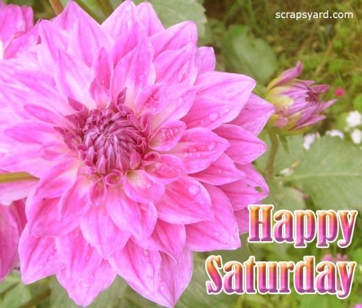 Happy Saturday Flower Pictures, Photos, and Images for Facebook, Tumblr ...