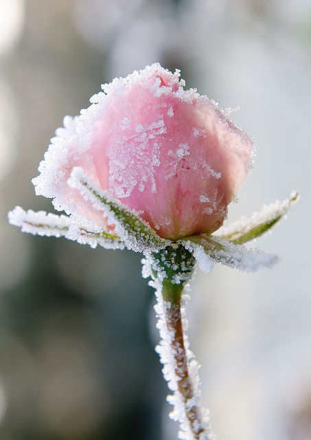 Frozen Pink Rose Pictures, Photos, and Images for Facebook, Tumblr ...