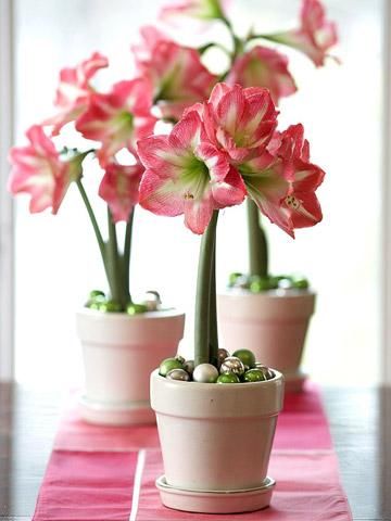 Pretty Pink Amaryllis Bulbs For Winter Blooms Pictures, Photos, and ...