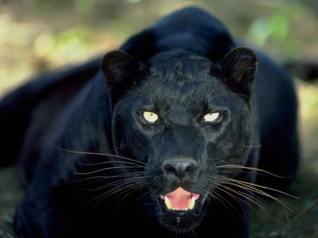 Panther Pictures, Photos, and Images for Facebook, Tumblr, Pinterest ...