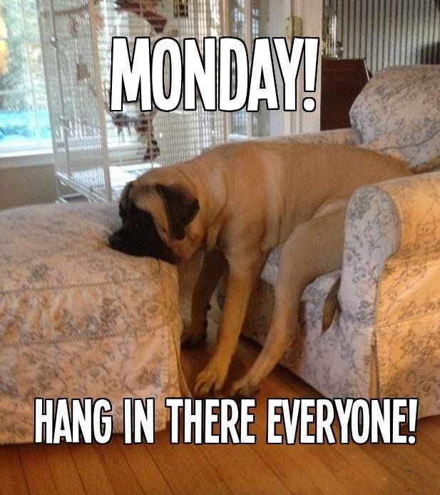 Monday! Hang In There Everyone! Pictures, Photos, and Images for ...