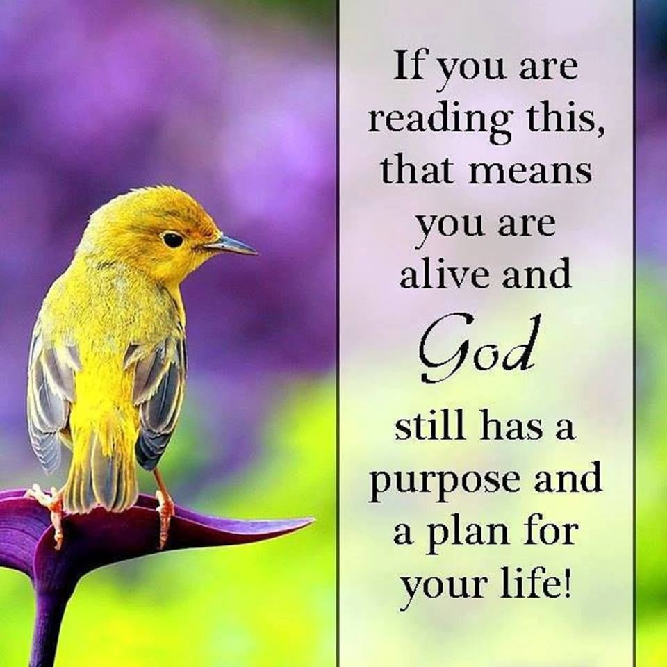 God Has A Purpose And A Plan On Your Life Pictures Photos And Images 