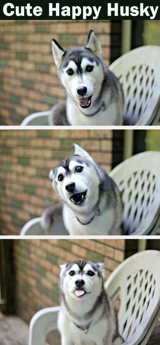 Cute Happy Husky Pictures, Photos, and Images for Facebook, Tumblr ...