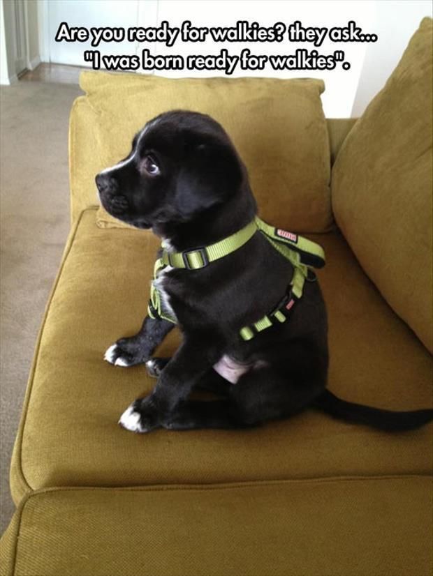 I Was Born Ready For Walkies Pictures, Photos, and Images for Facebook ...