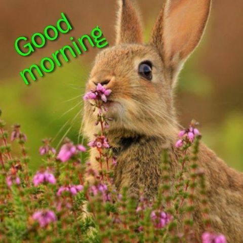 Good Morning Rabbit Pictures, Photos, and Images for Facebook, Tumblr ...