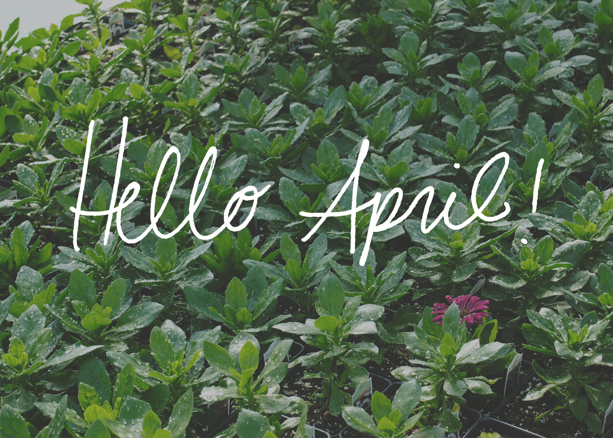 Hello April Pictures, Photos, and Images for Facebook, Tumblr ...