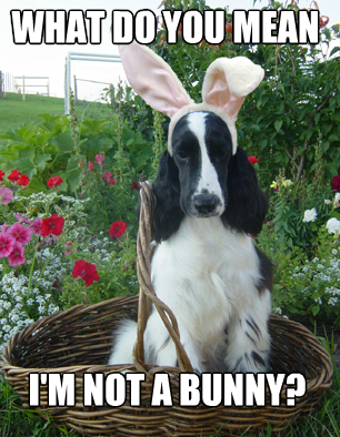 What Do You Mean I'm Not A Bunny? Pictures, Photos, and Images for ...