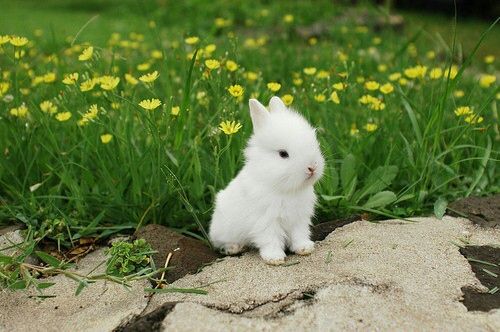 Cute Little Bunny Pictures, Photos, and Images for Facebook, Tumblr ...