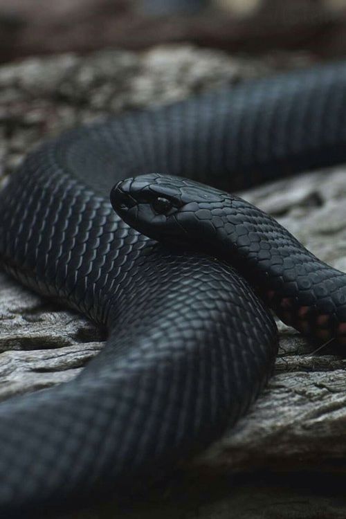 Black Snake Pictures, Photos, and Images for Facebook, Tumblr ...