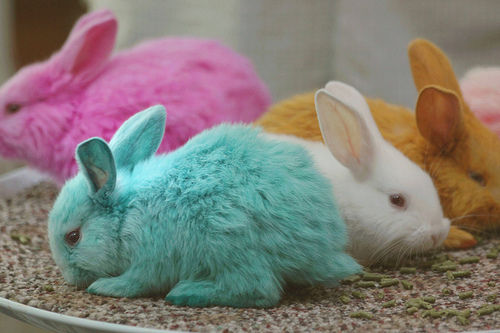 Colored Easter Bunnies Pictures, Photos, and Images for Facebook ...