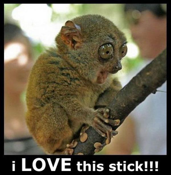 I Love This Stick!!! Pictures, Photos, and Images for Facebook, Tumblr ...