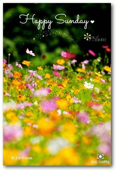 Happy Sunday Pictures, Photos, and Images for Facebook, Tumblr ...