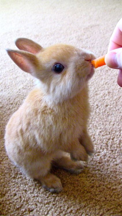 Eating Bunny Pictures, Photos, and Images for Facebook, Tumblr ...
