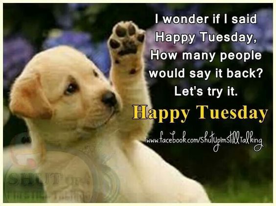 Happy Tuesday Pictures, Photos, and Images for Facebook, Tumblr ...