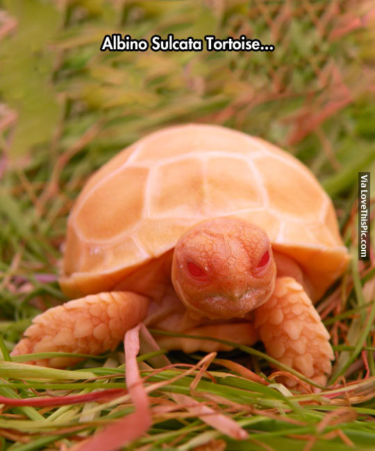 A Very Unique Tortoise Pictures, Photos, and Images for Facebook ...