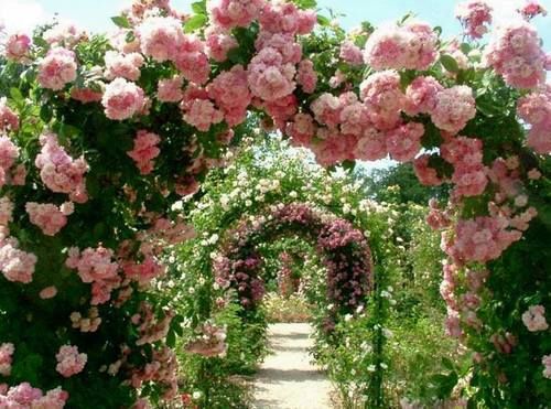 Garden Arch Of Pink Climbing Roses Pictures, Photos, and Images for ...