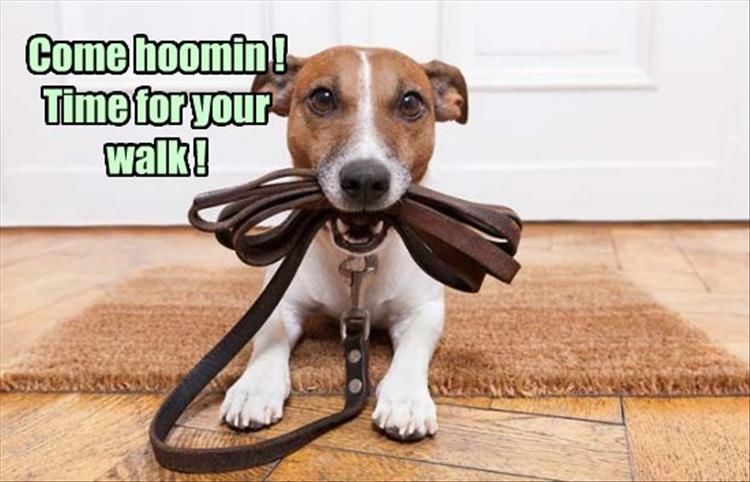 Time For Your Walk! Pictures, Photos, and Images for Facebook, Tumblr ...