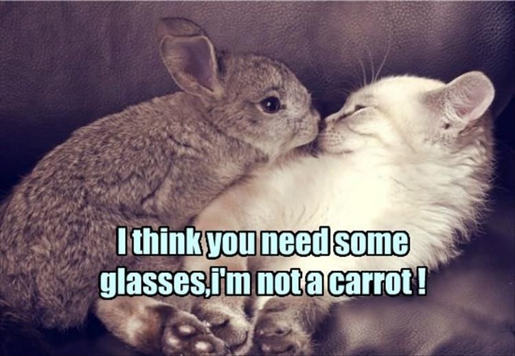 I'm Not A Carrot! Pictures, Photos, and Images for Facebook, Tumblr ...