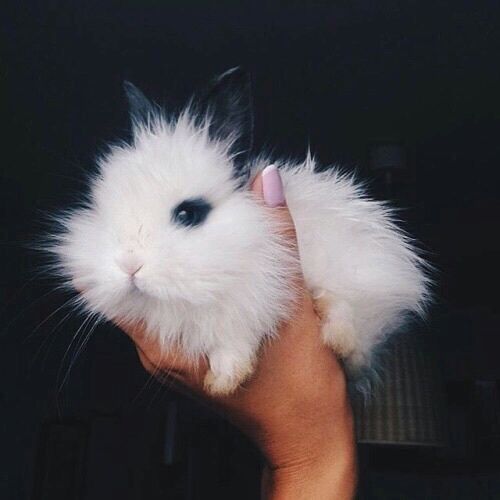 Fuzzy Bunny Pictures, Photos, and Images for Facebook, Tumblr ...