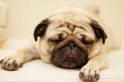 Sleepy Pug Pictures, Photos, and Images for Facebook, Tumblr, Pinterest ...