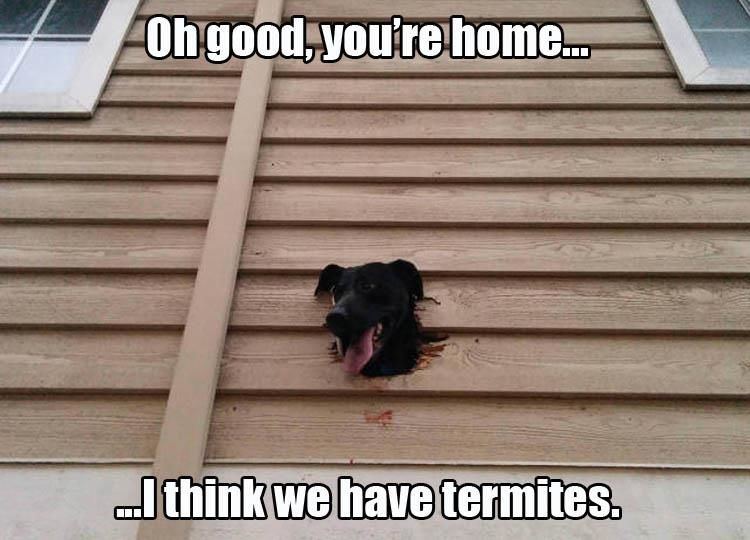 Oh Good, You're Home... I Think We Have Termites Pictures, Photos, and ...