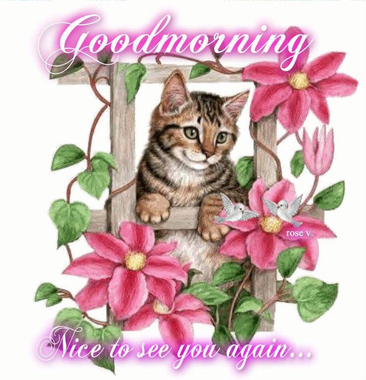 Good Morning Kitty Pictures, Photos, and Images for Facebook, Tumblr ...