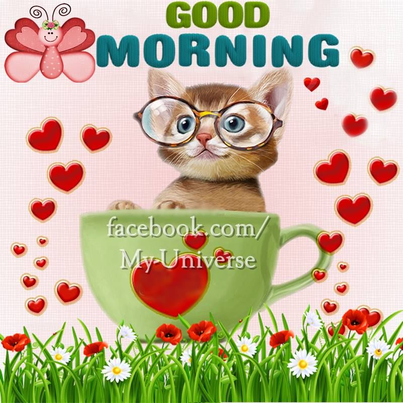 Cute Good Morning Kitten Pictures, Photos, and Images for Facebook ...