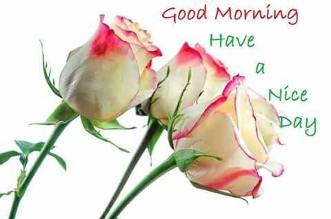 Good Morning White Roses Pictures, Photos, and Images for Facebook ...