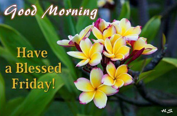Good Morning, Have A Blessed Friday Pictures, Photos, and Images for ...